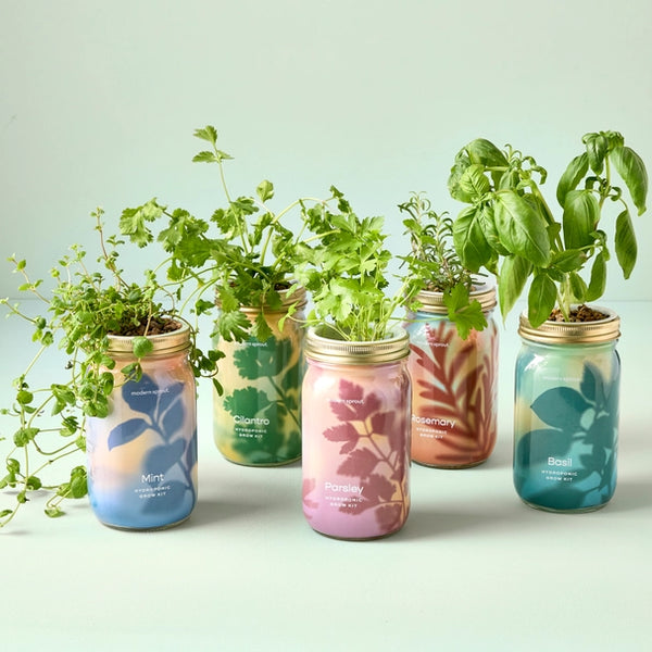 Rosemary Herb Jar Kit Hydroponic Grow Kit by Modern Sprout | Kanibal & Co.